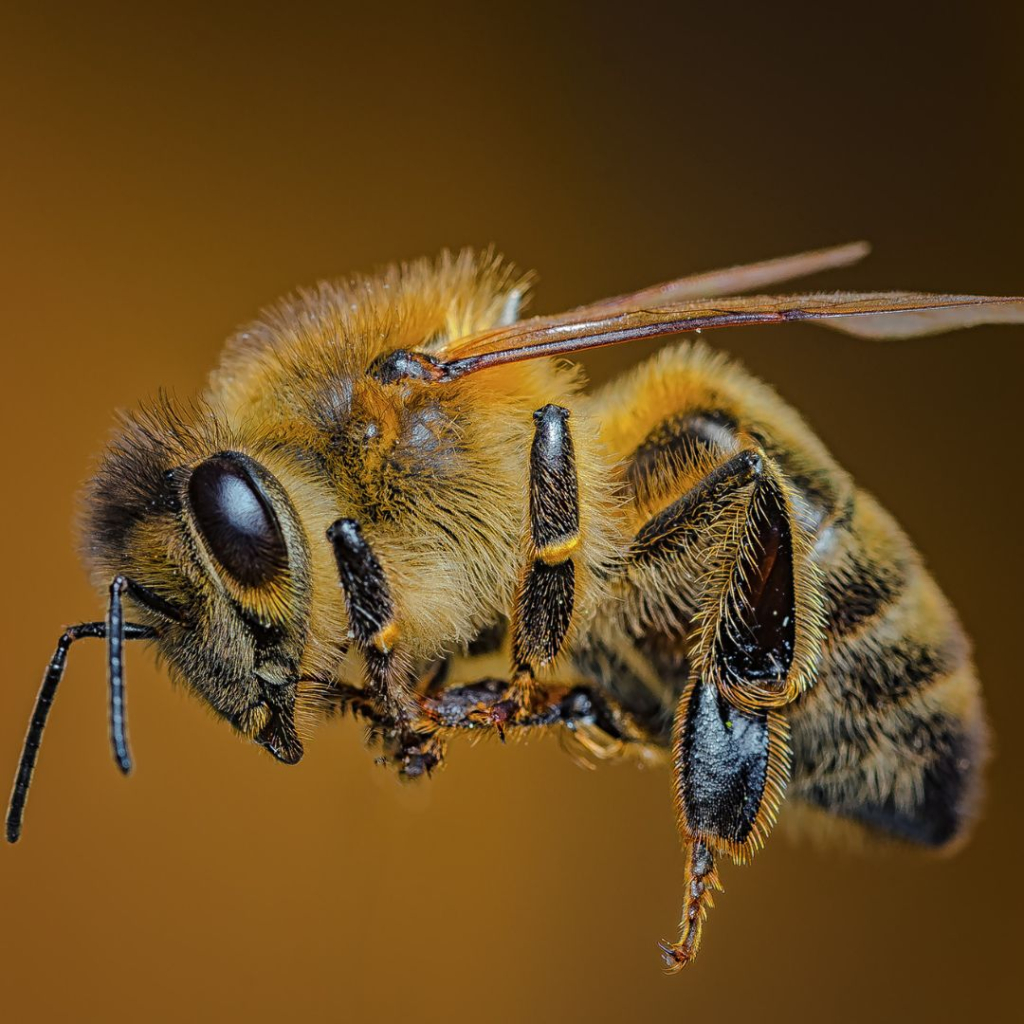 ¿Qué sucede durante una picadura de abeja?
